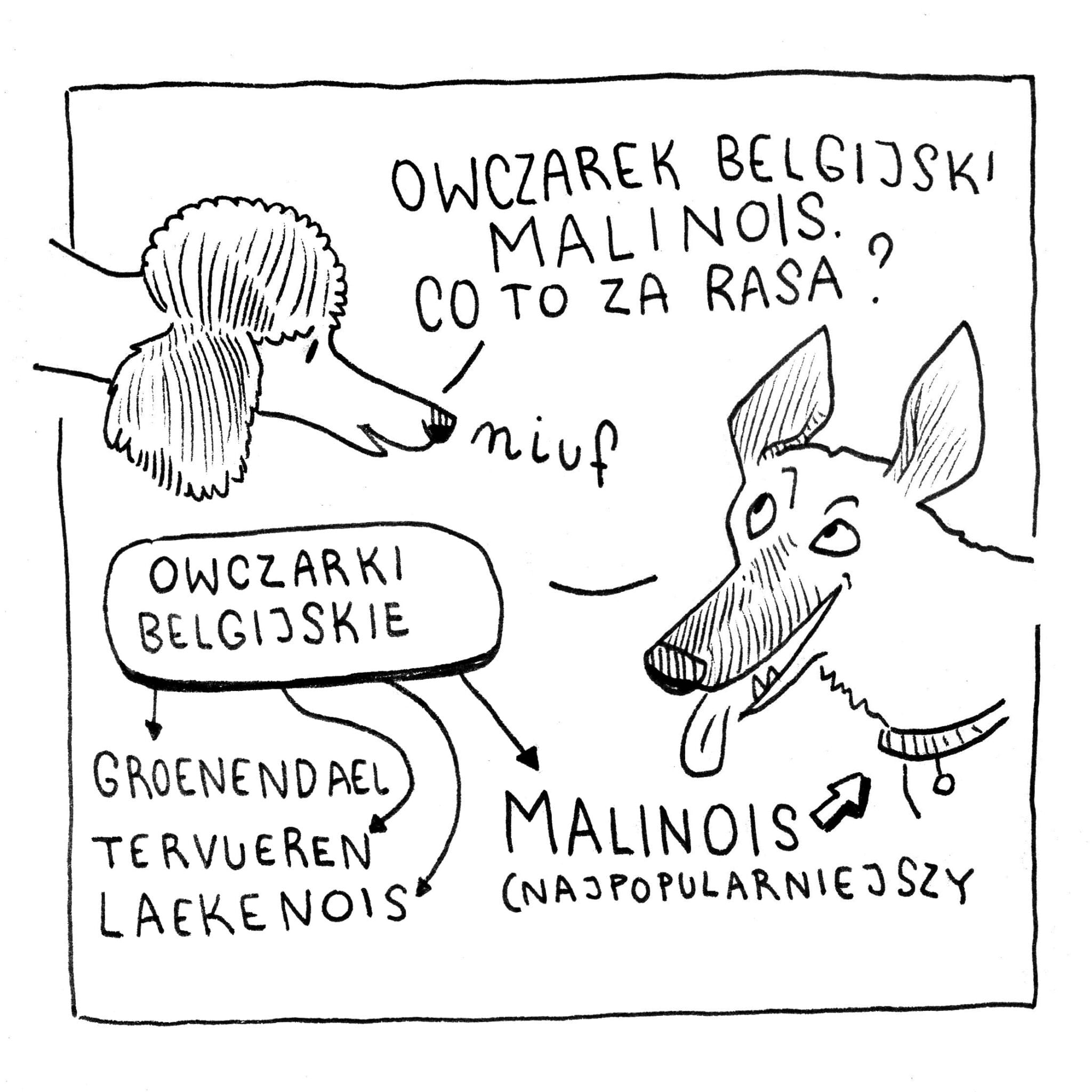 Psie Sucharki Oryginal – Wszystko, co powiedziałby twój pies, gdyby ...
